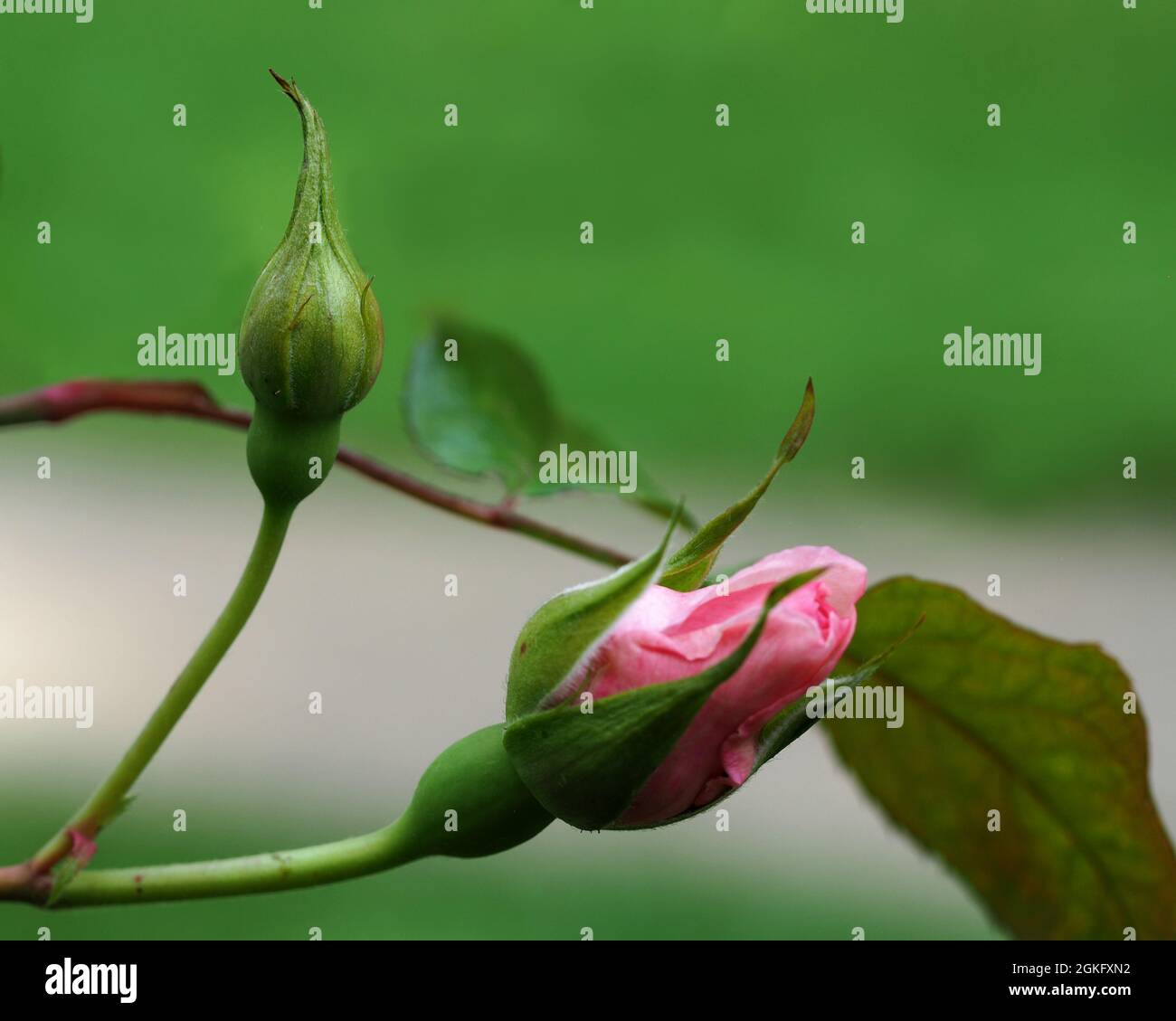 An open and a closed rose bud against a diffuse background Stock Photo ...