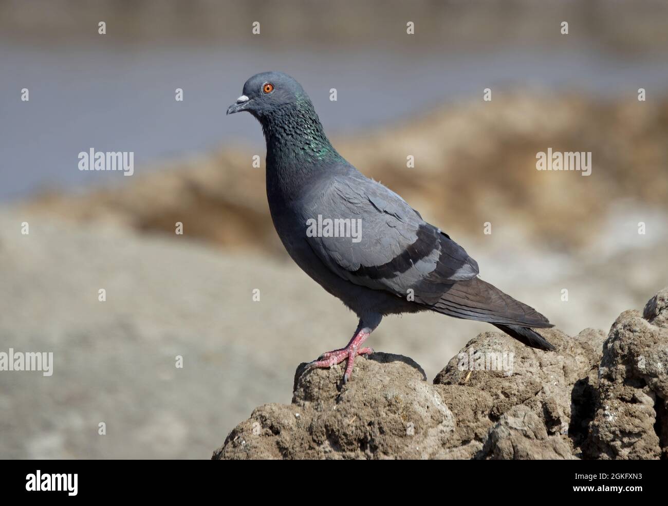 Columba Livia