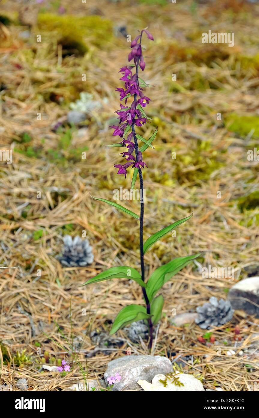 dark-red helleborine, royal helleborine, Braunrote Stendelwurz ...