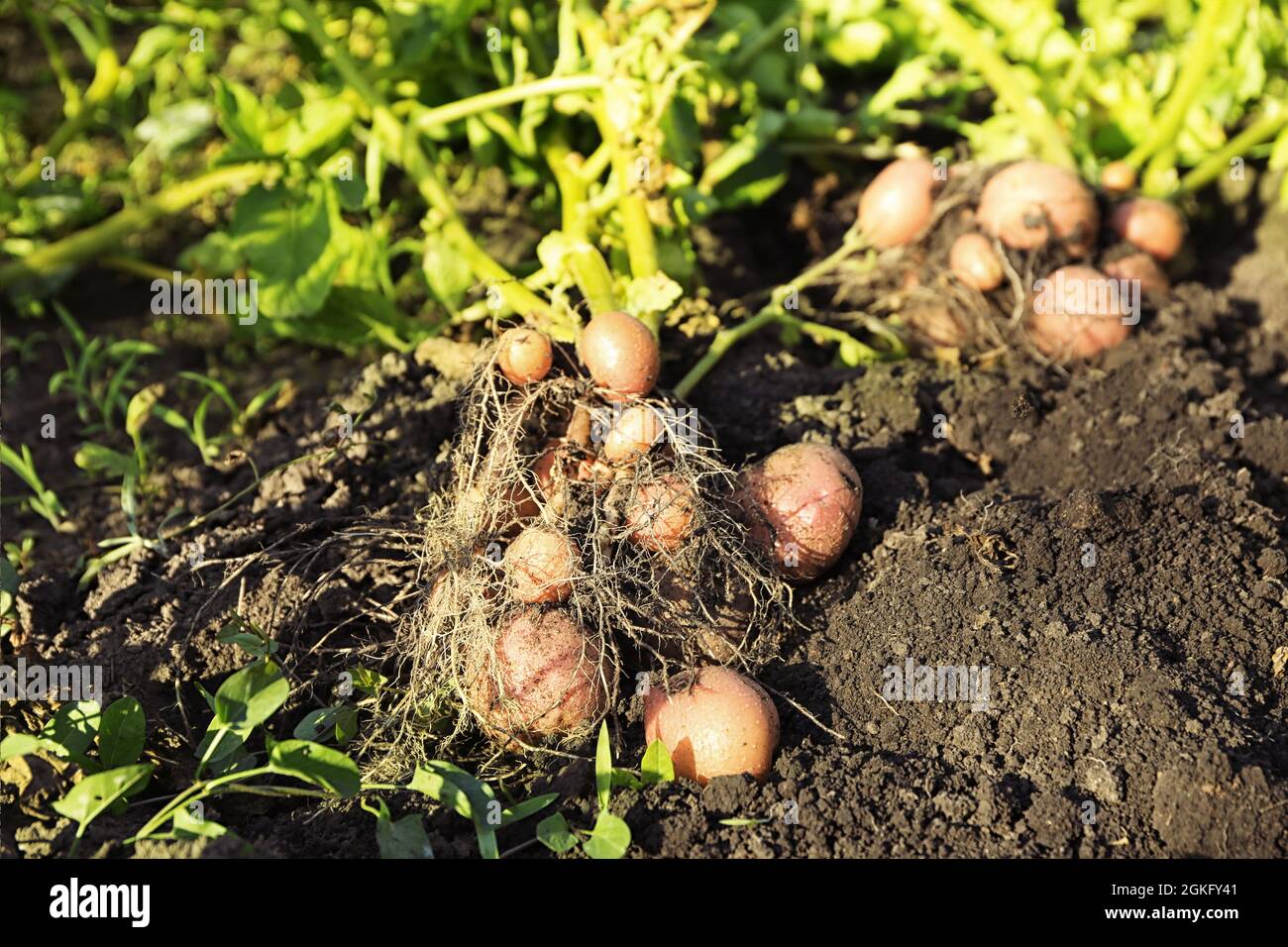 Potato plant with tubers on soil Stock Photo - Alamy