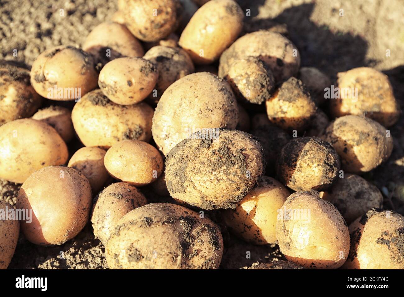 Fresh potatoes on soil Stock Photo - Alamy