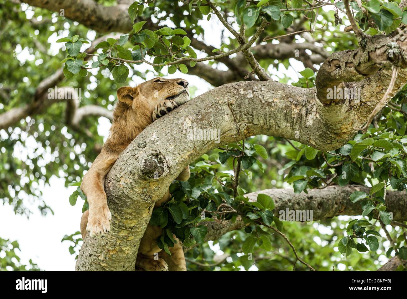 A lion resting on the tree. Queen Elizabeth National Park, Uganda Stock ...