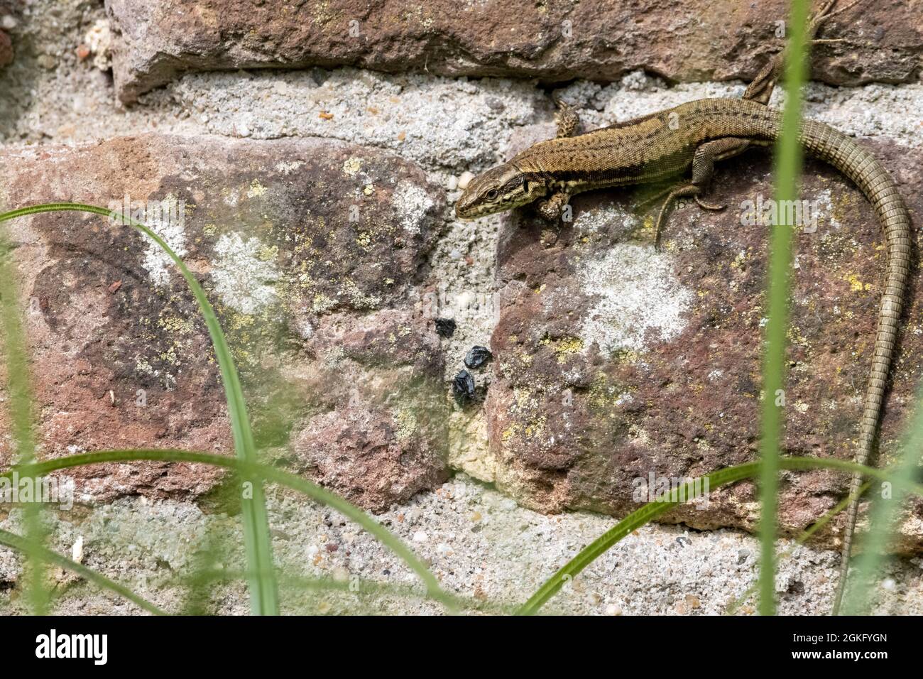 Wall Lizard Podarcis muralis basking on ledge of old brick wall Stock ...