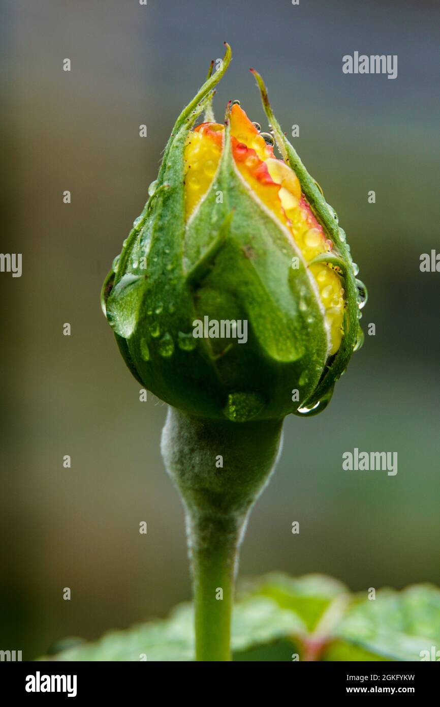 Wet rosebud hi-res stock photography and images - Alamy
