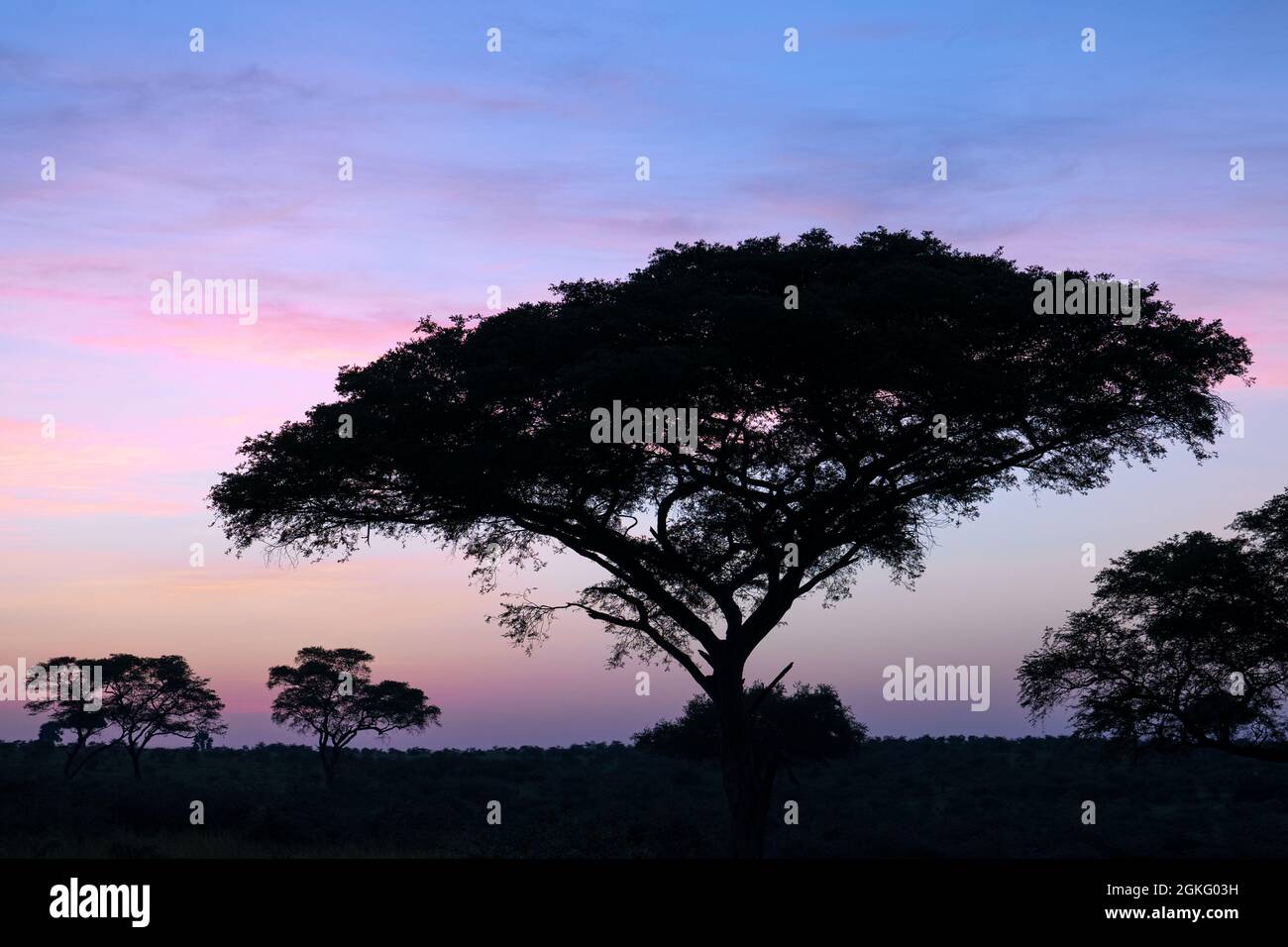 Panoramic image, sunrise at National Parks of Uganda Stock Photo - Alamy