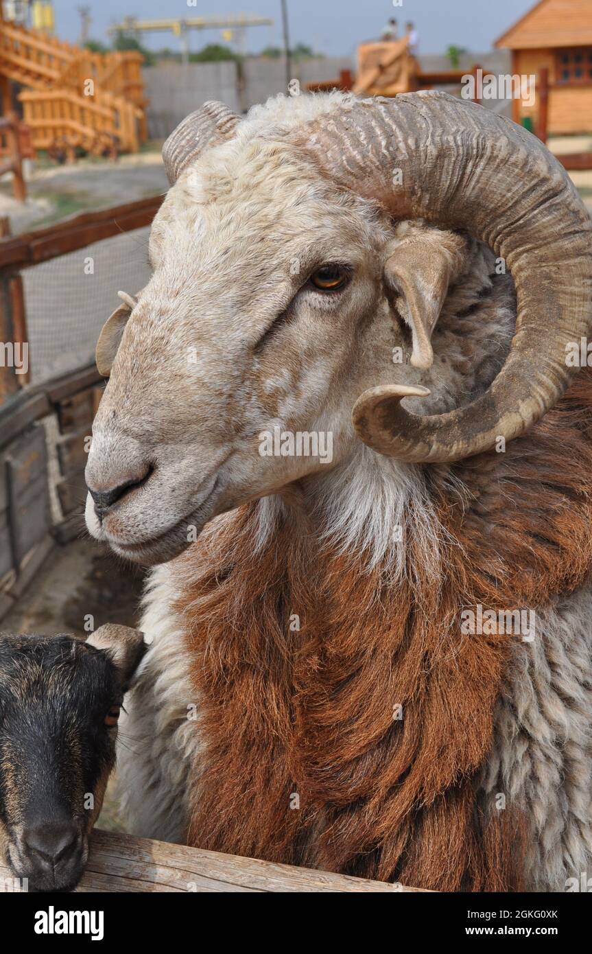 Ram with curved horns and long brown fur posing and looking into camera ...