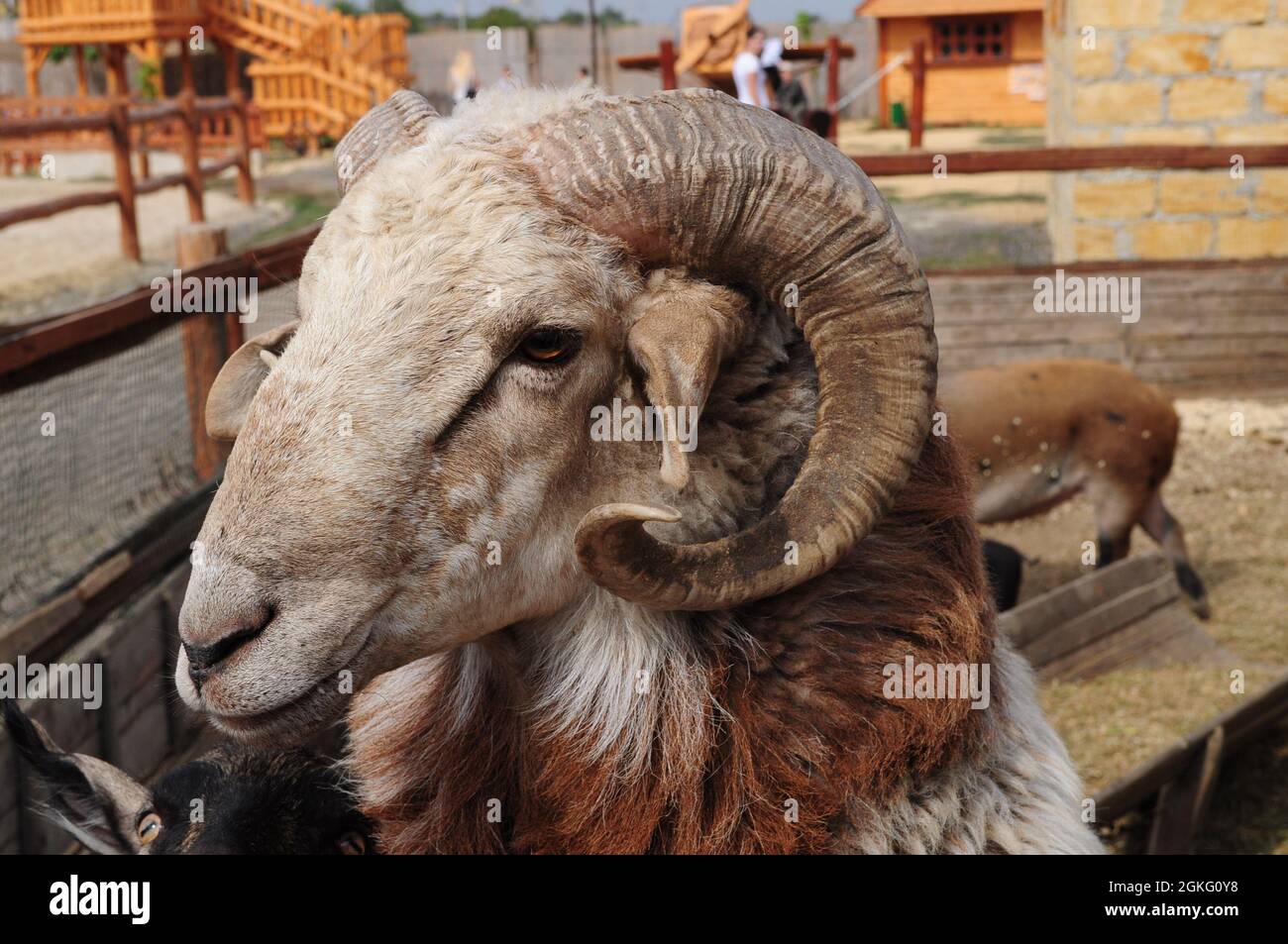 Ram with curved horns and long brown fur posing and looking into camera ...