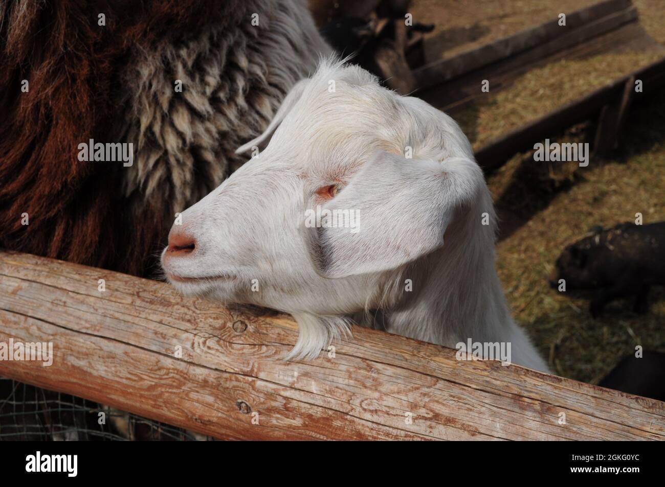 Long ear sheep hi-res stock photography and images - Alamy