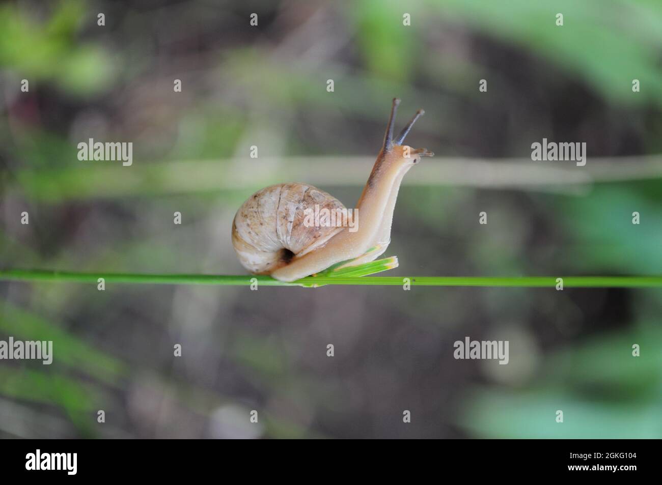Snail Helix pomatia crawls by plant stem with green blurred background ...