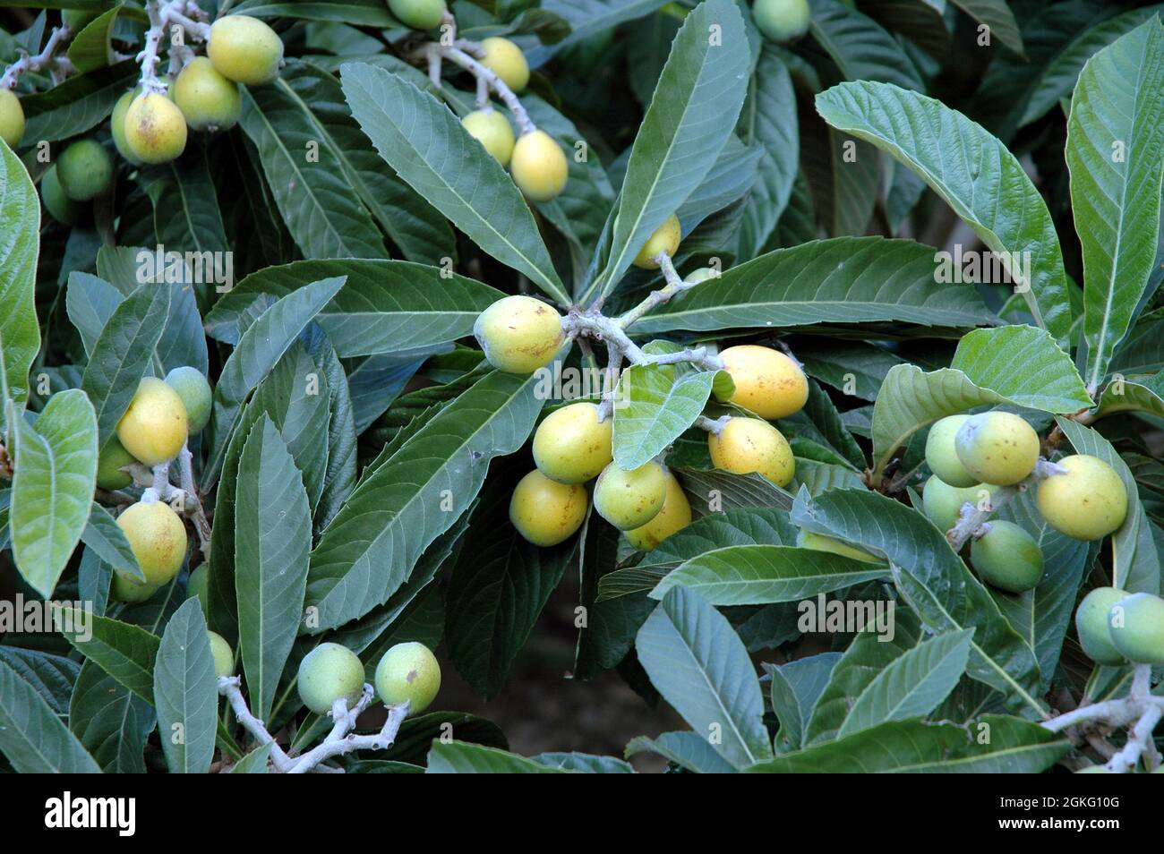 The loquat (Eriobotrya japonica) large evergreen shrub or tree Stock ...