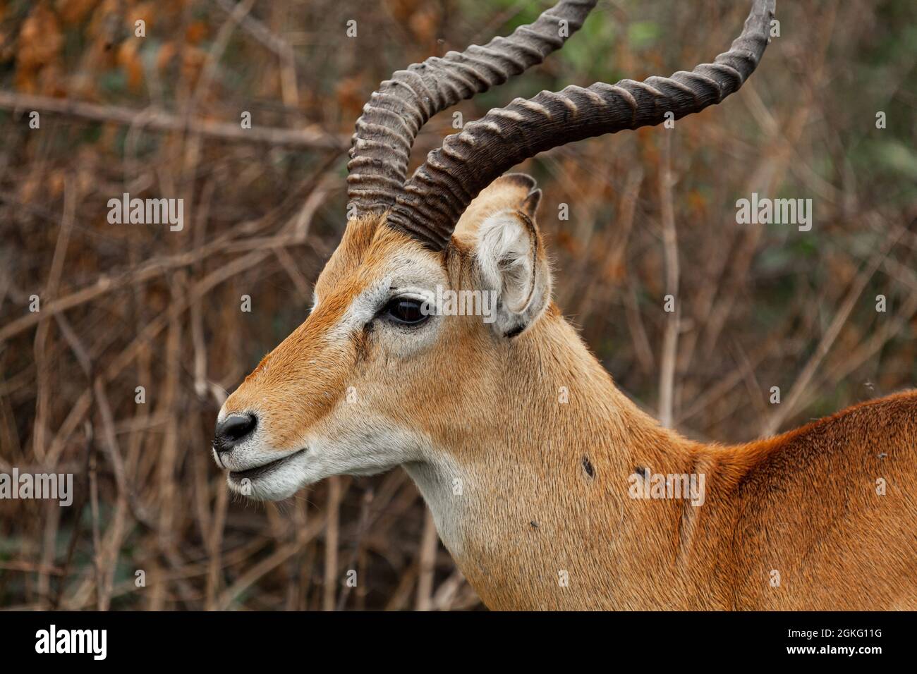 A portrait of a Ugandan kob at Queen Elizabeth National Park, Uganda ...