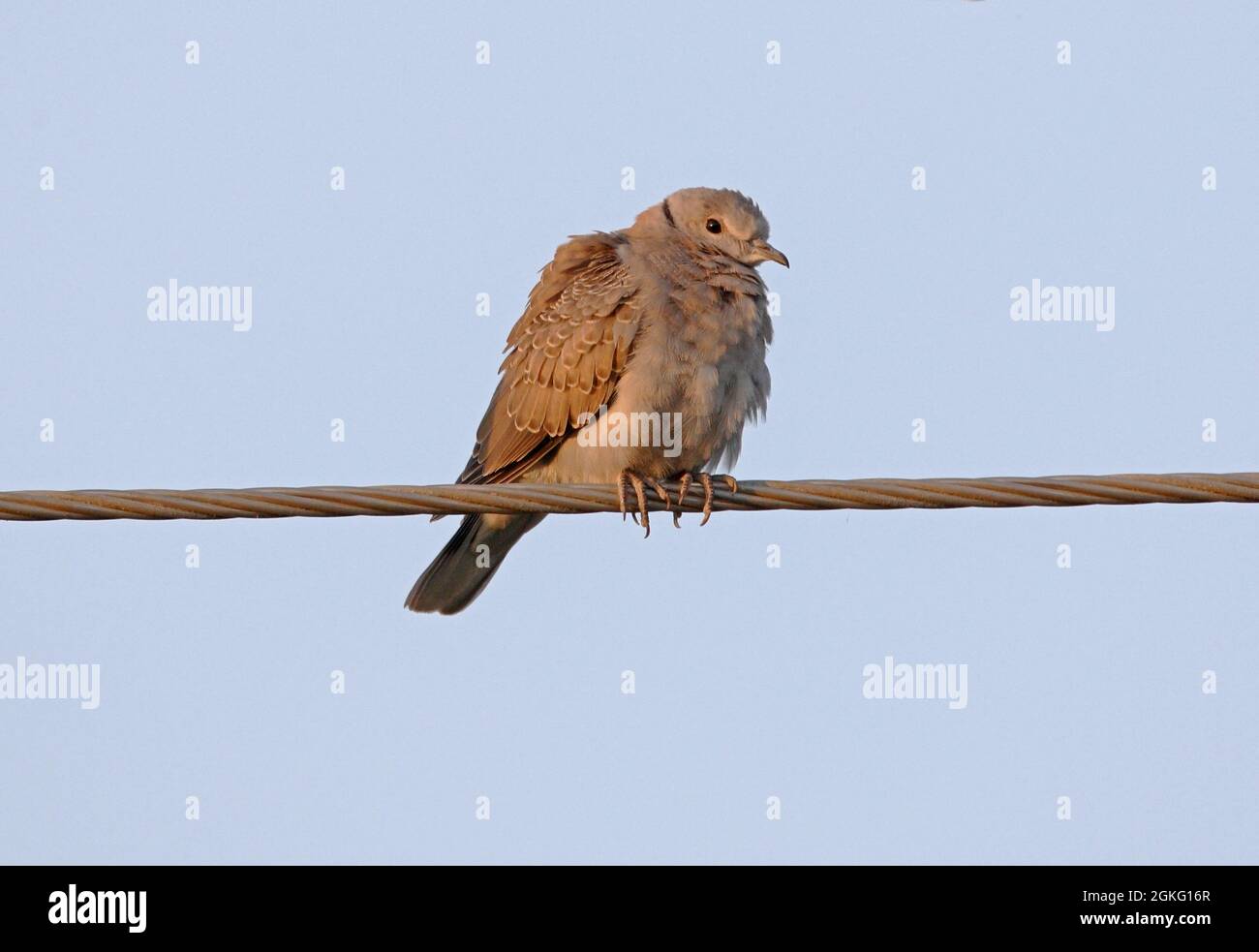 Red Turtle-dove (Streptopelia tranquebarica tranquebarica) immature ...