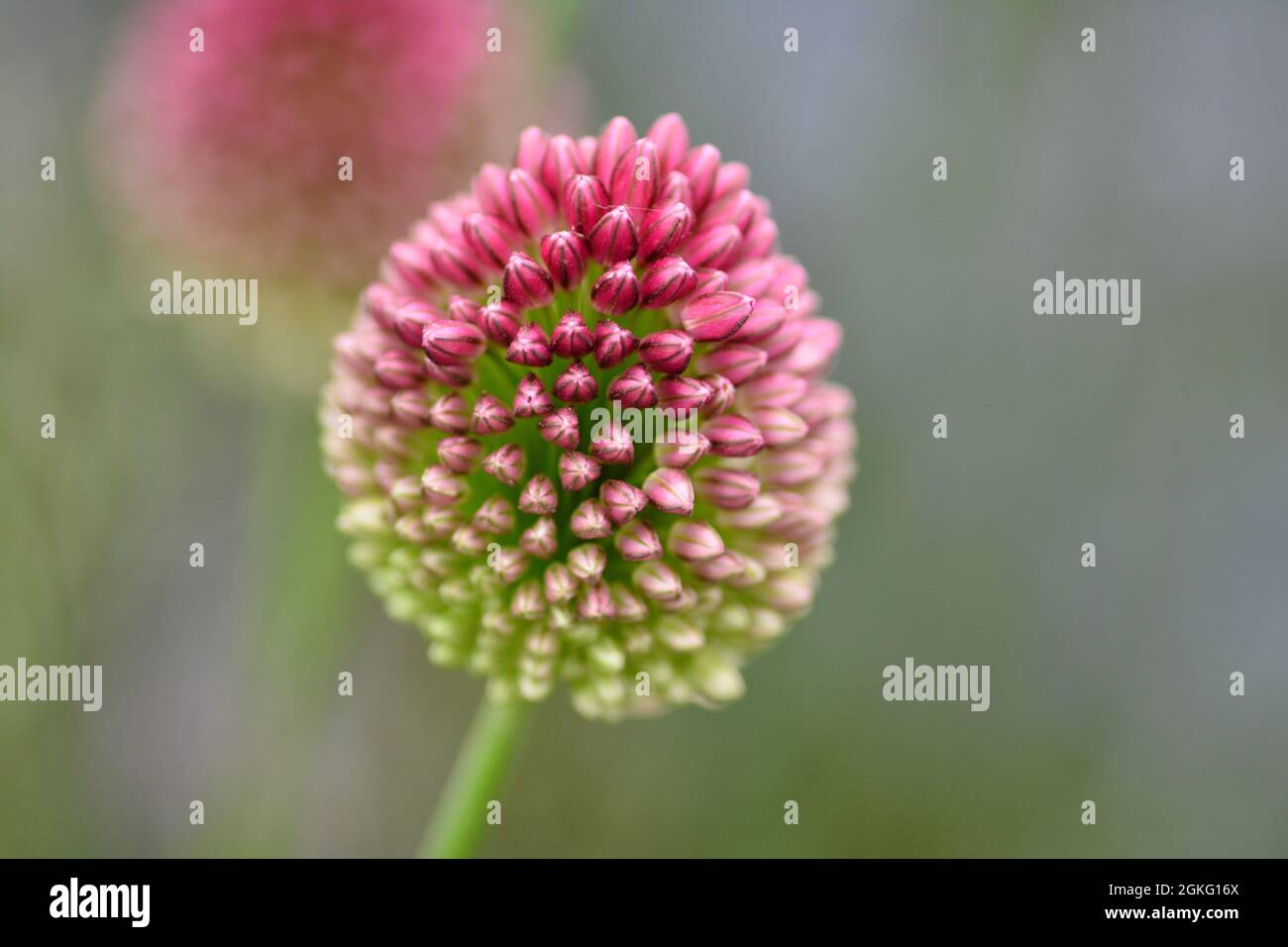Pre bloom hi-res stock photography and images - Alamy