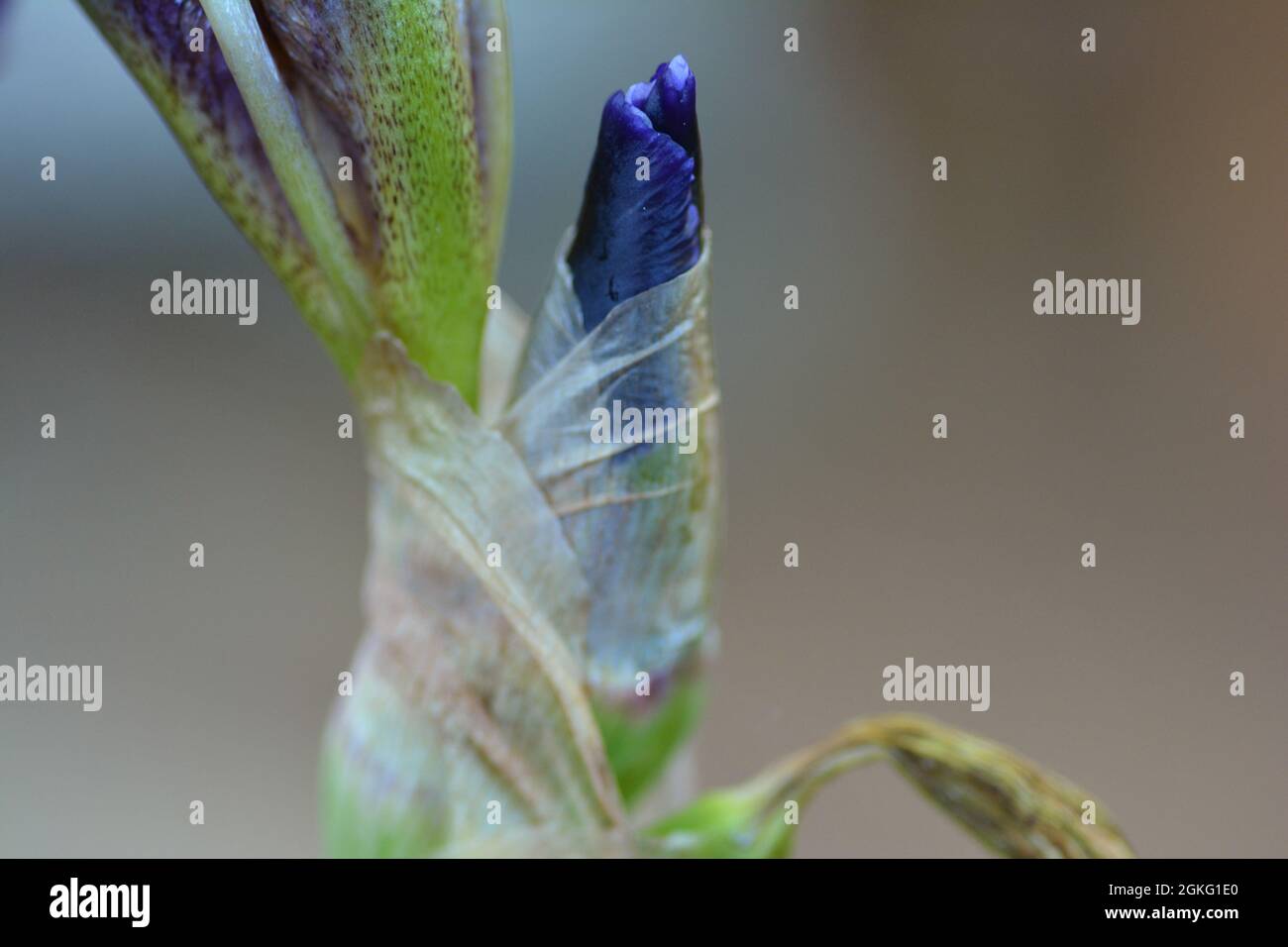 Iris mary barnard hi-res stock photography and images - Alamy