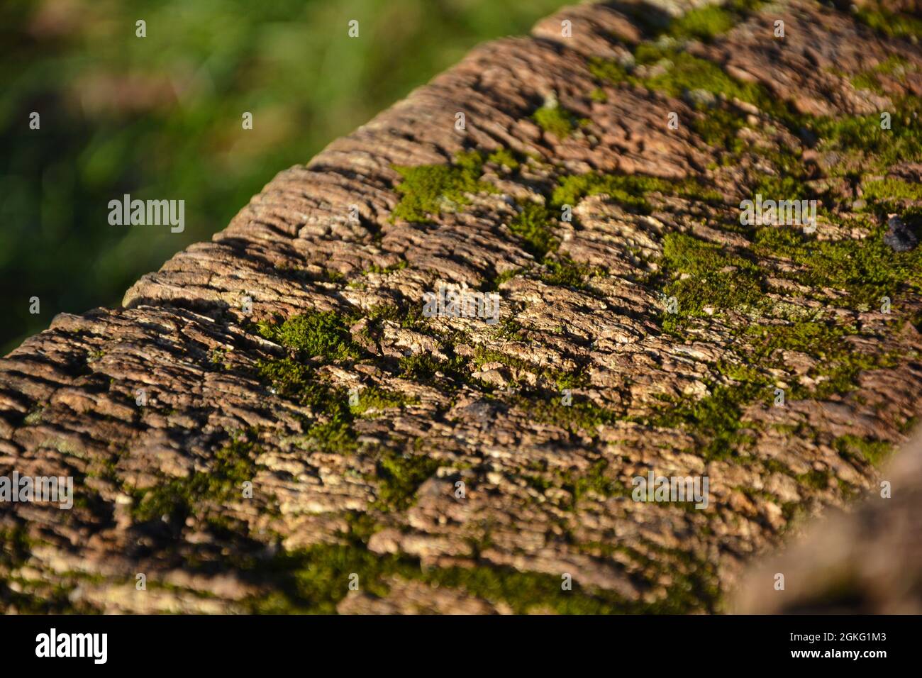 Moss covered log hi-res stock photography and images - Alamy