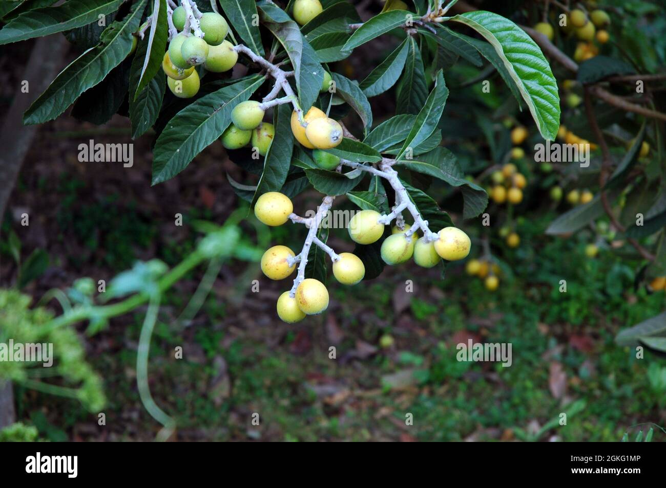 The loquat (Eriobotrya japonica) large evergreen shrub or tree Stock ...