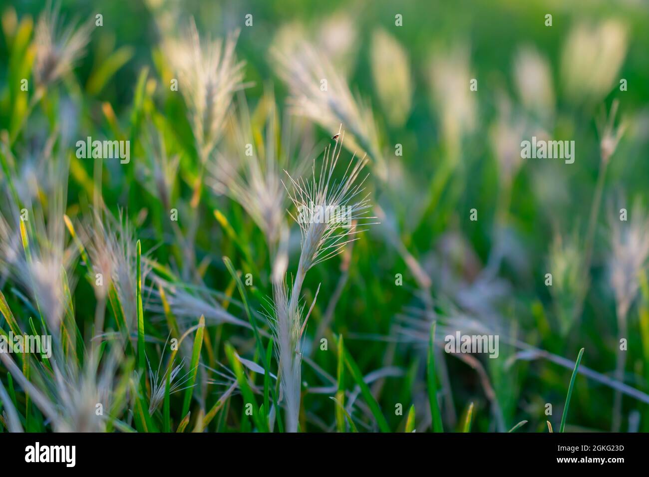 A close up of green grass with back lighting. Nature, hay fever ...