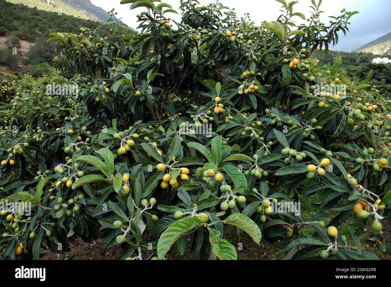 The loquat (Eriobotrya japonica) large evergreen shrub or tree Stock ...