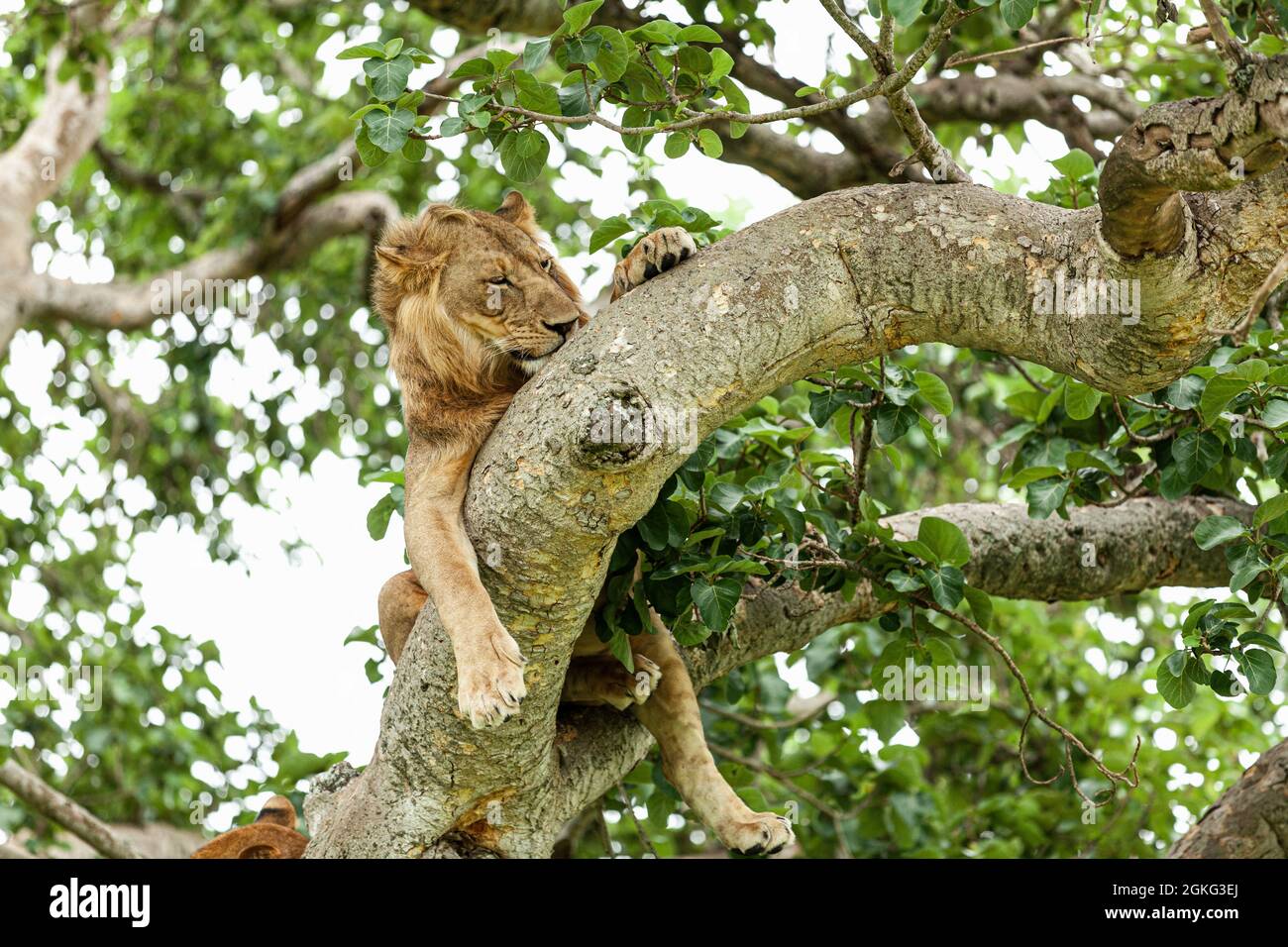 A lion resting on the tree. Queen Elizabeth National Park, Uganda Stock ...