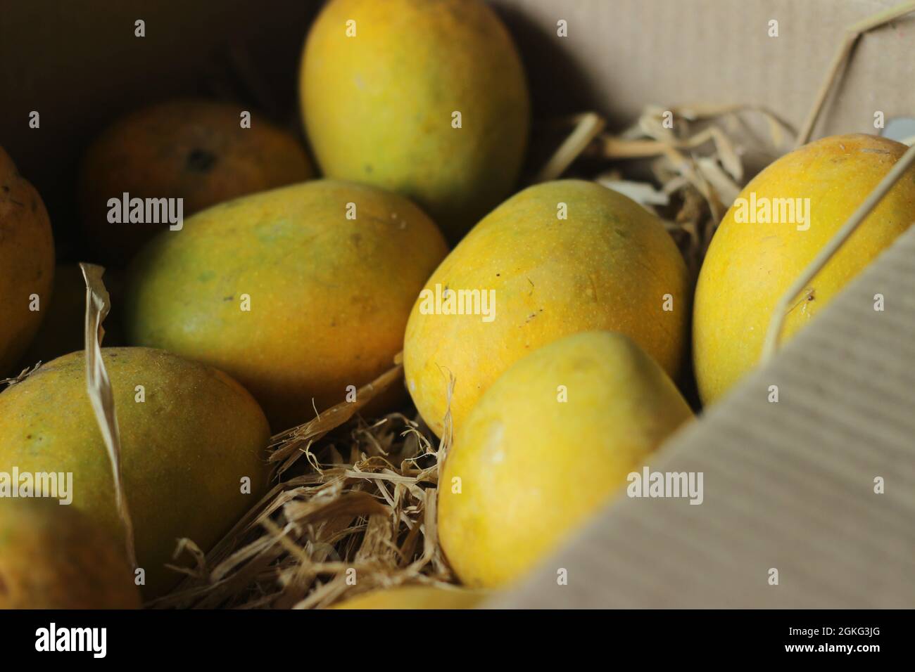 Alphonso Mangoes kept on hay, inside the packing. They are oval in ...
