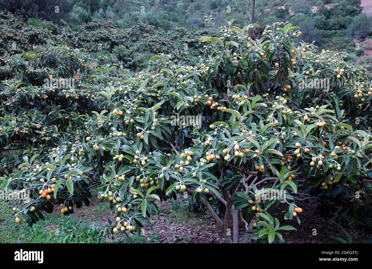 The loquat (Eriobotrya japonica) large evergreen shrub or tree Stock ...
