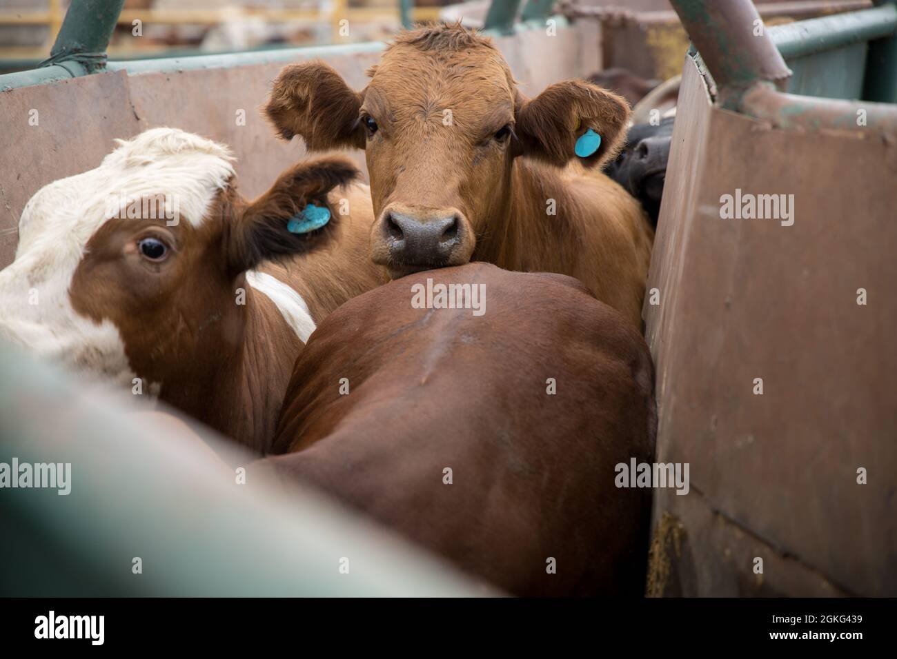 Feedlot cattle in a chute prior to processing Stock Photo - Alamy