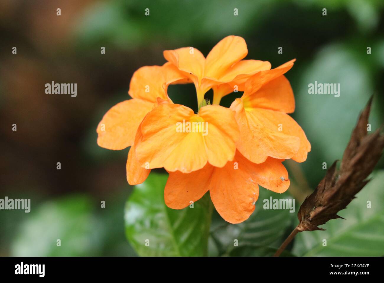 Bunch Of Orange Flowers High Resolution Stock Photography and Images ...