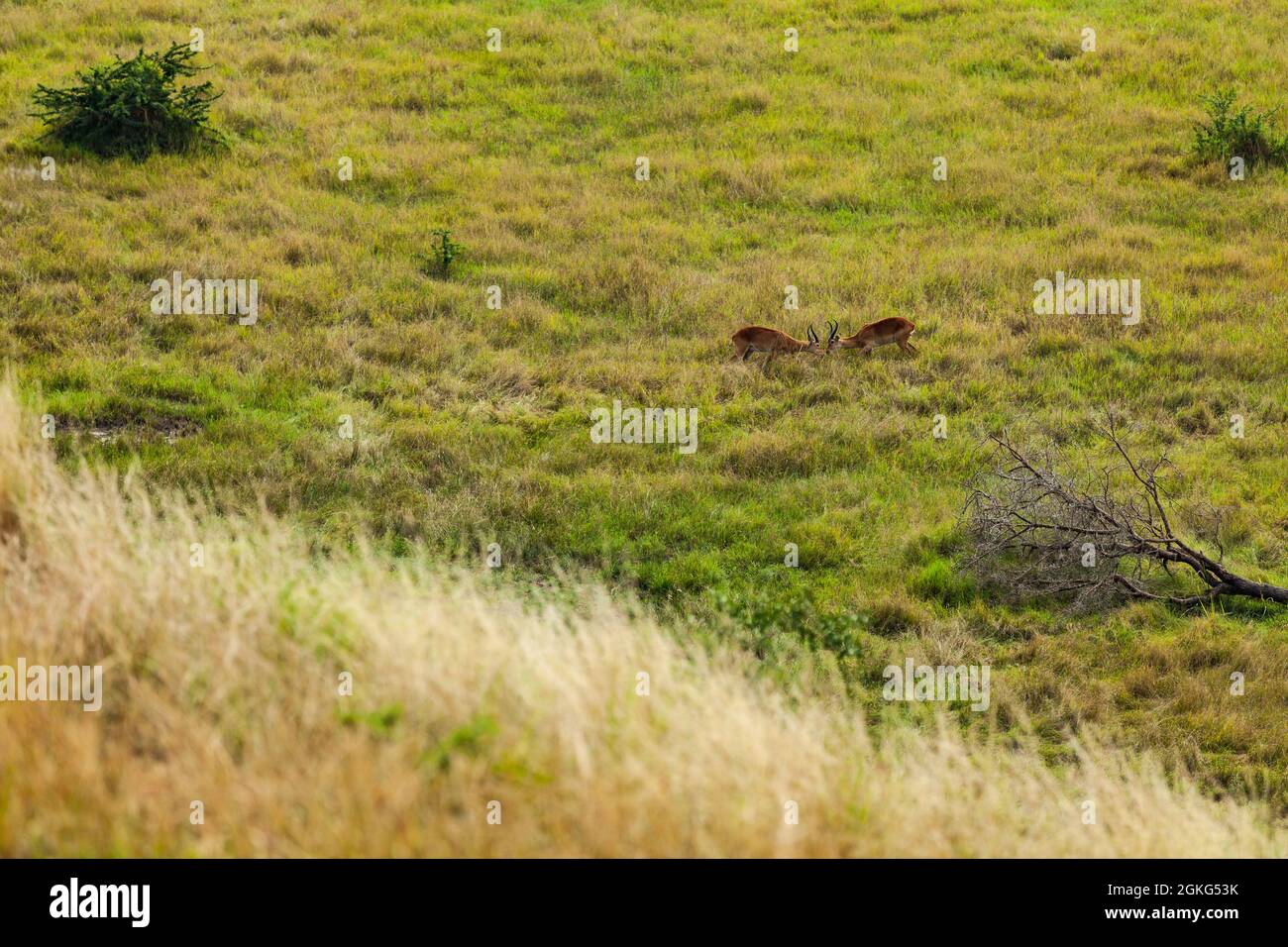 Two Ugandan kobs confronting each other. Queen Elizabeth National Park ... Two Ugandan kobs confronting each other. Queen Elizabeth National Park ...