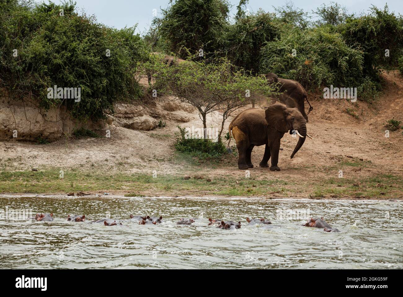Elephants walking on the banks of the Kazinga Channel in Queen ...