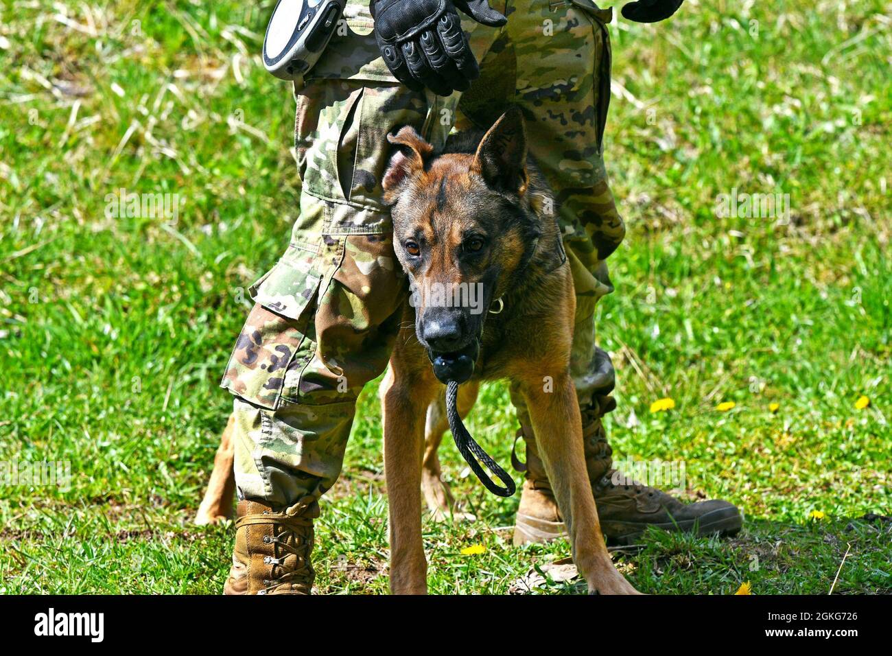 100th Military Police Detachment, Military Working Dog (MWD) undergoes ...
