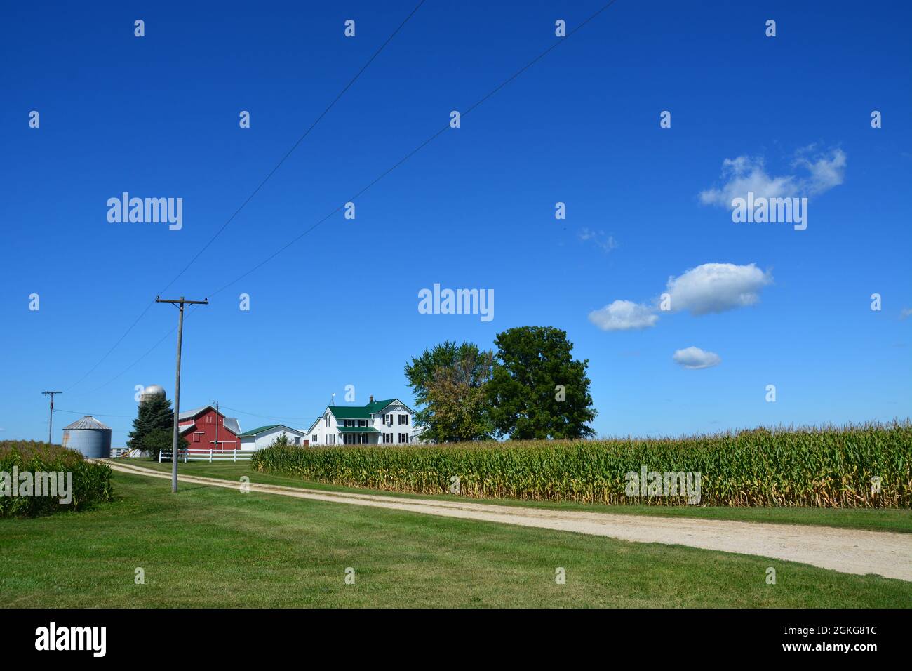 A farm house surrounded by corn almost ready to harvest in the rolling ...