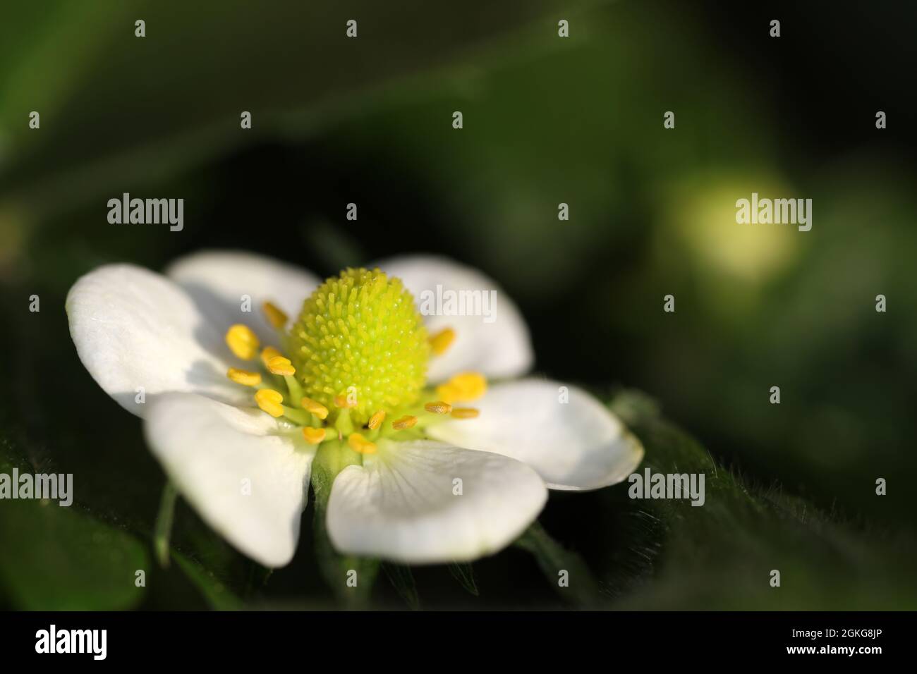Flower of wild strawberry - Fragaria vesca - Rosaceae Stock Photo - Alamy