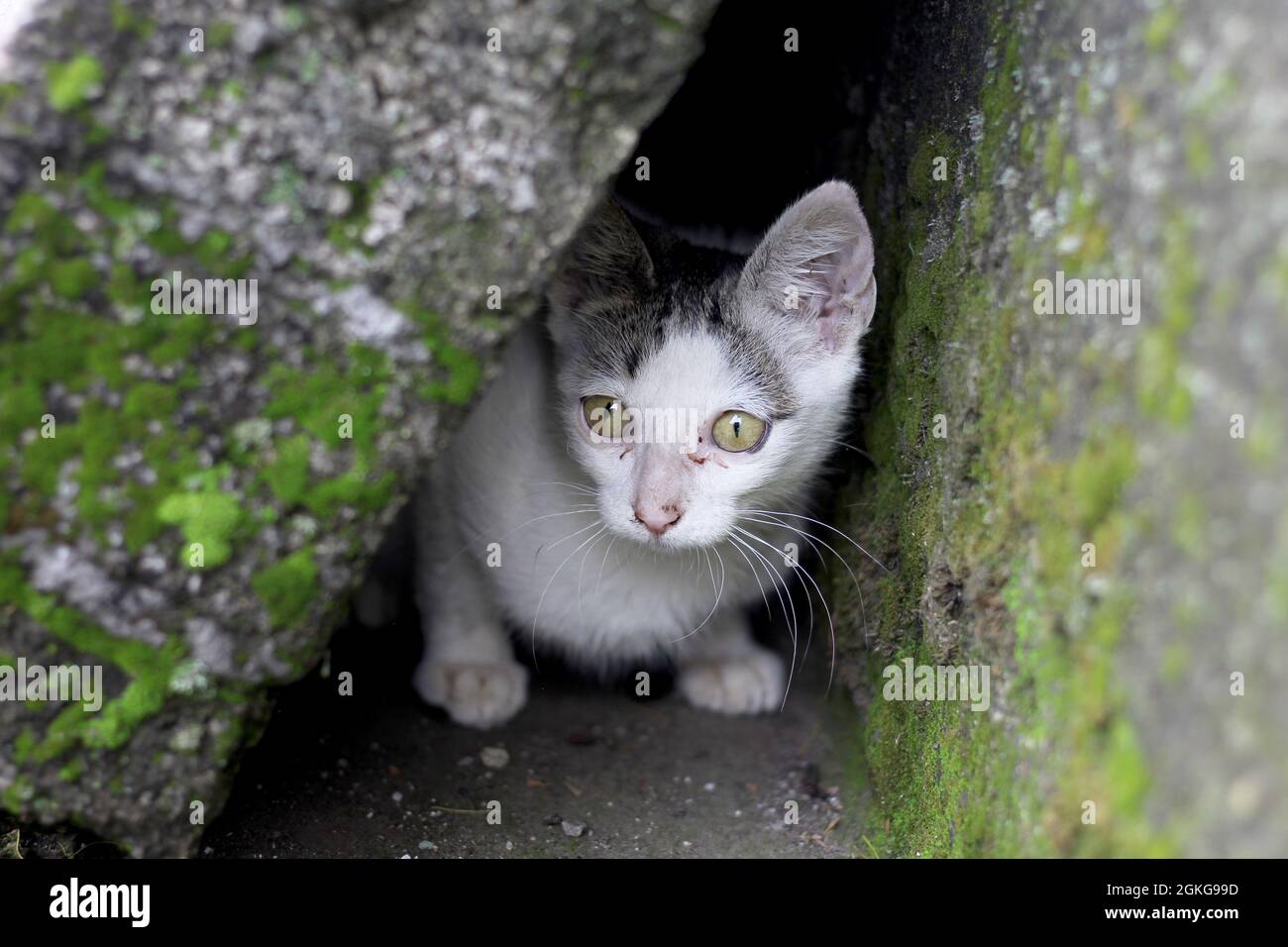 Scared Kitten Hiding