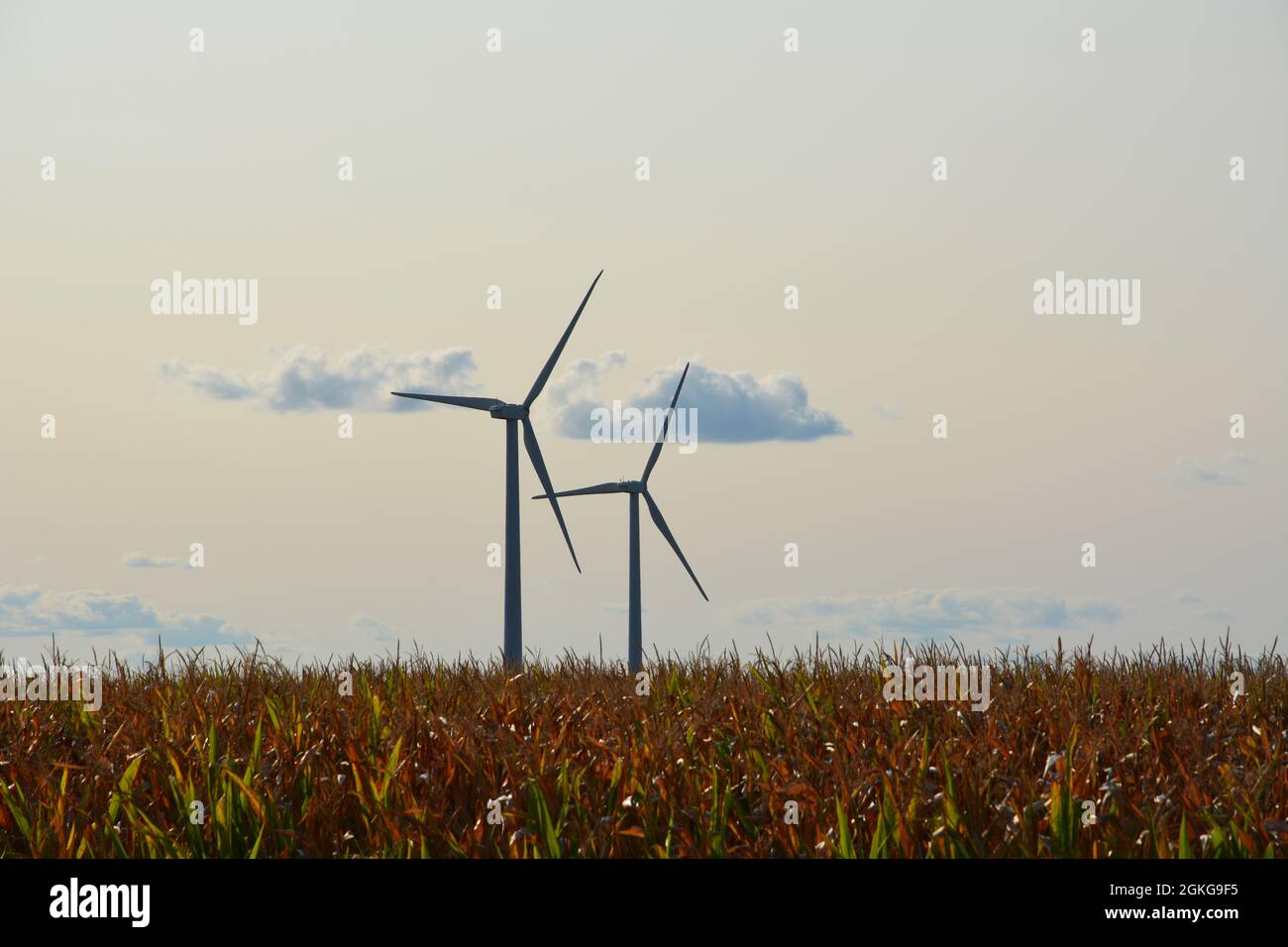 Wildfire smoke turns the sky a hazy white at a rural Midwestern wind ...