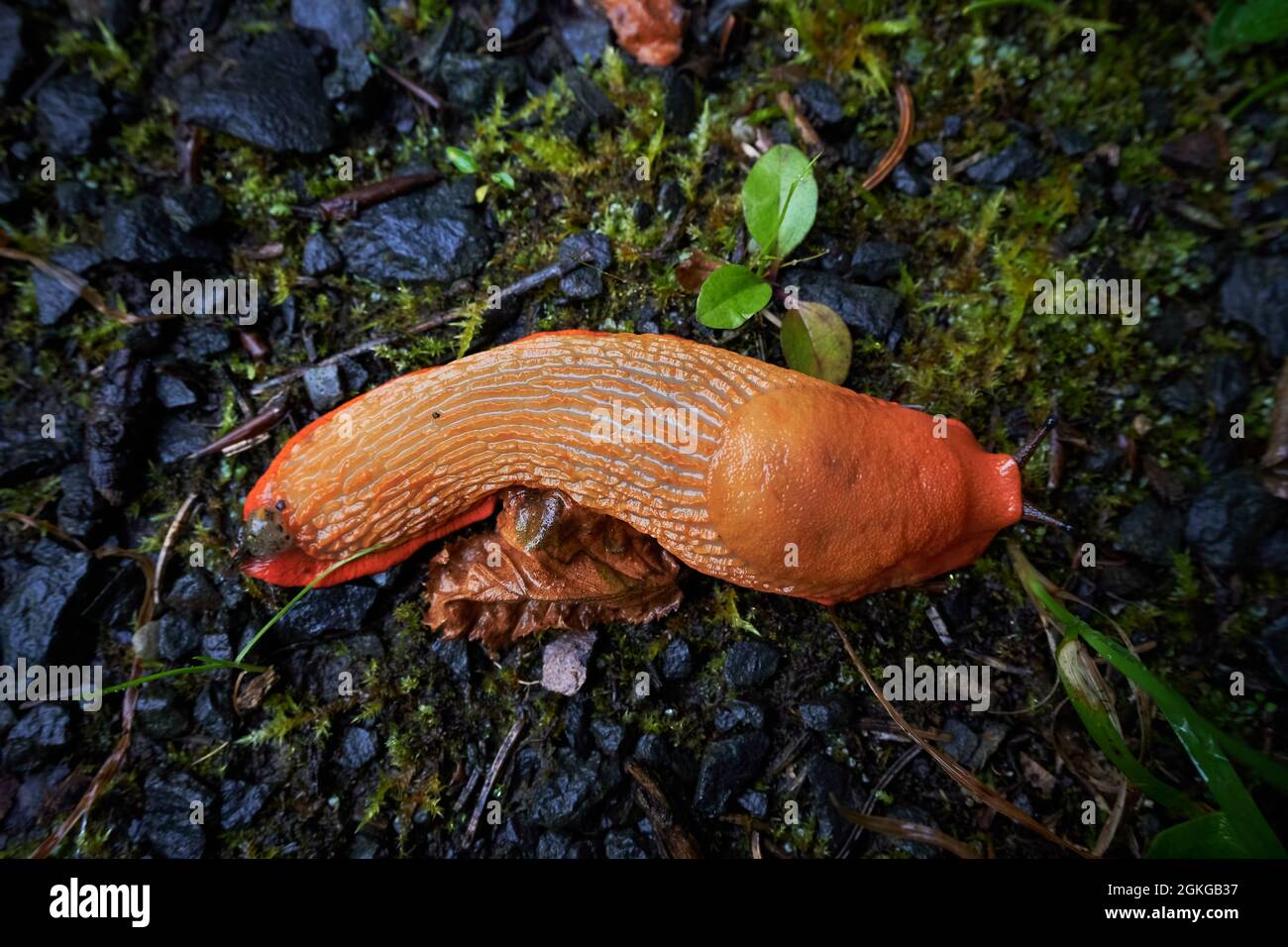 Red roadside slug hi-res stock photography and images - Alamy