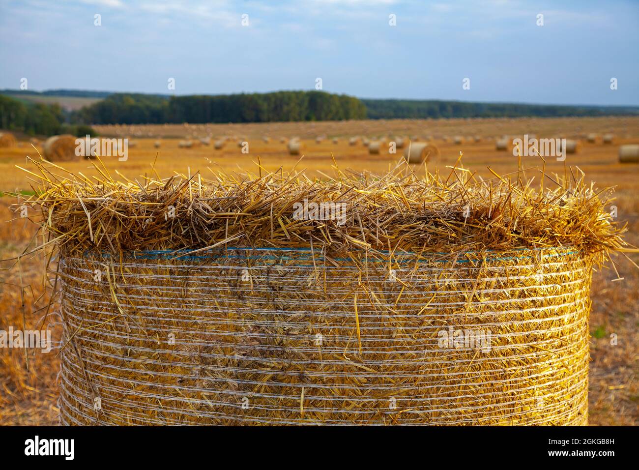 Mown field close up hi-res stock photography and images - Alamy