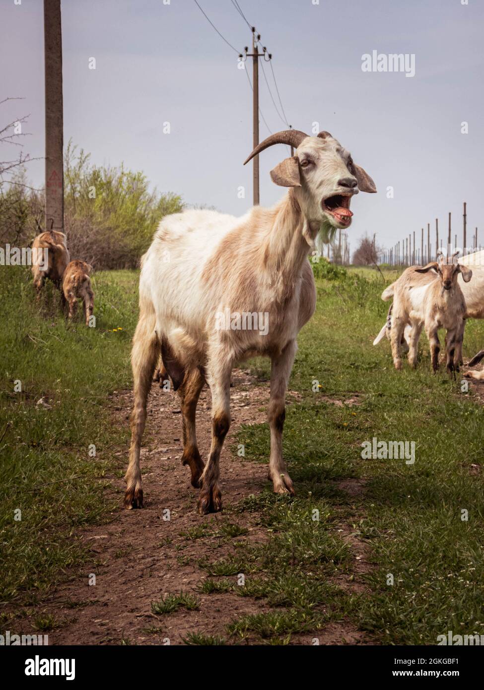 Goat with a green beard looks at the camera and bleats Stock Photo - Alamy