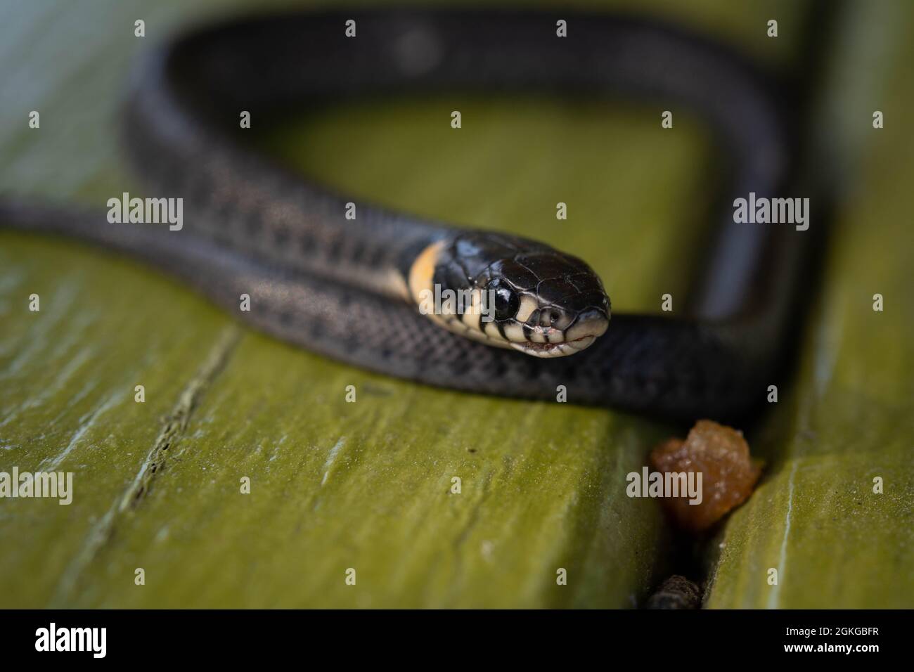 Baby snakes hi-res stock photography and images - Alamy