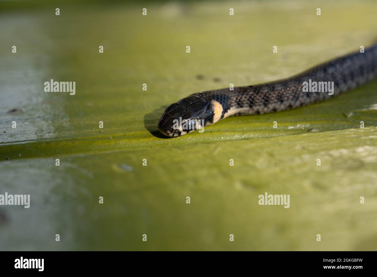 The baby grass snake (Natrix natrix) also known as ringed snake or ...