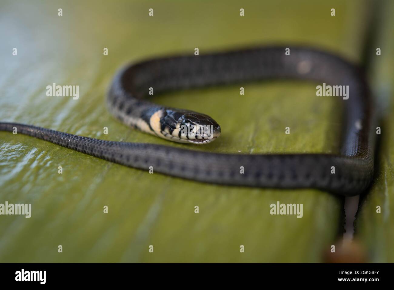 The baby grass snake (Natrix natrix) also known as ringed snake or ...
