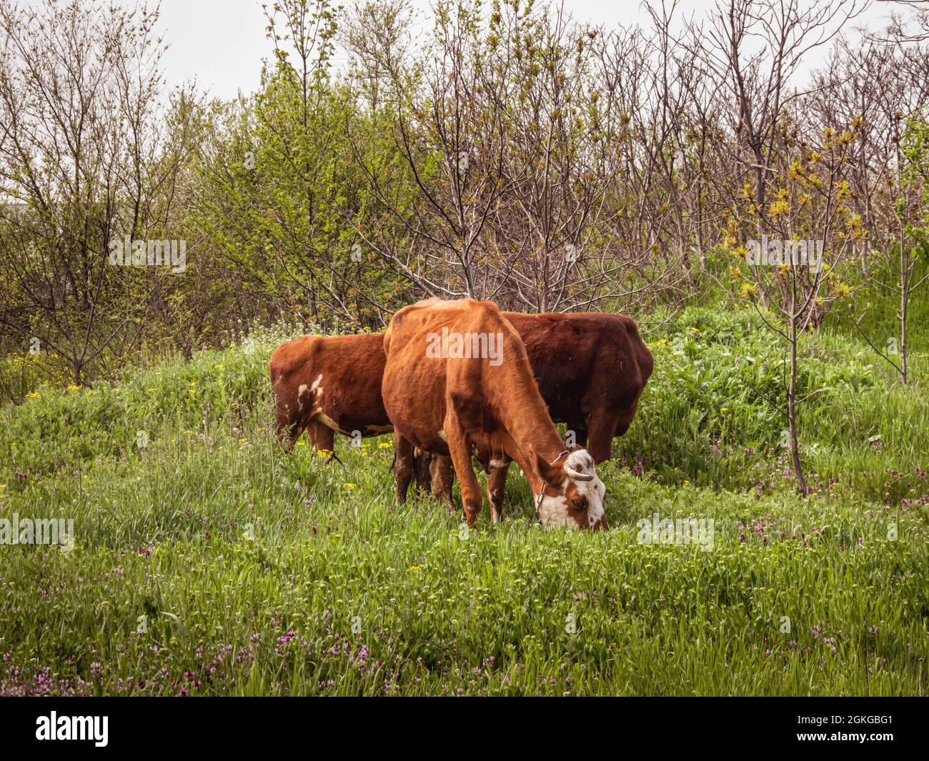 Three red cows graze in the meadow Stock Photo - Alamy