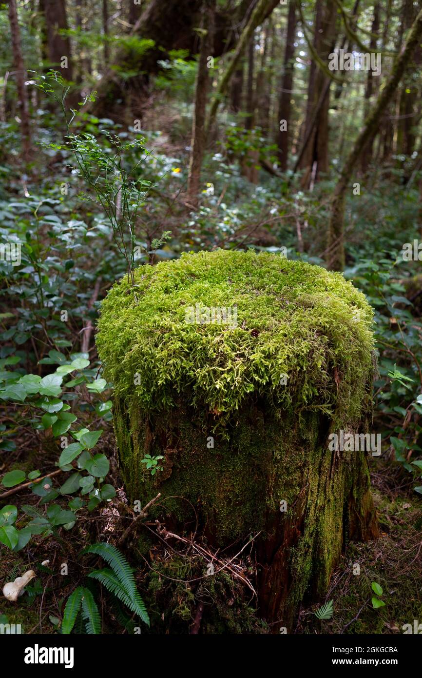 Beautiful unique trees along the trail heading to San Josef Bay in Cape ...