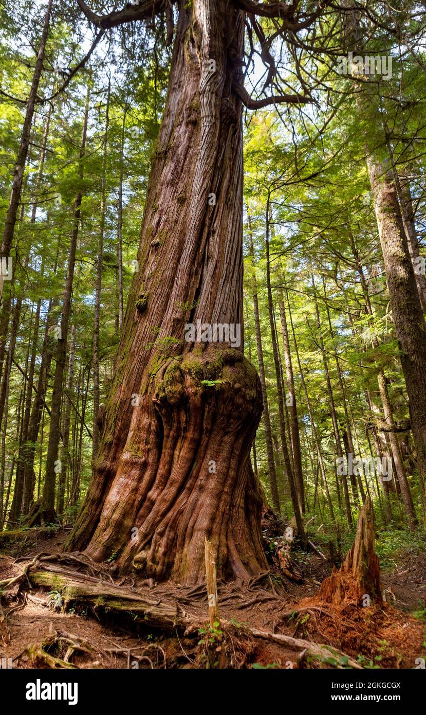 Beautiful unique trees along the trail heading to San Josef Bay in Cape ...