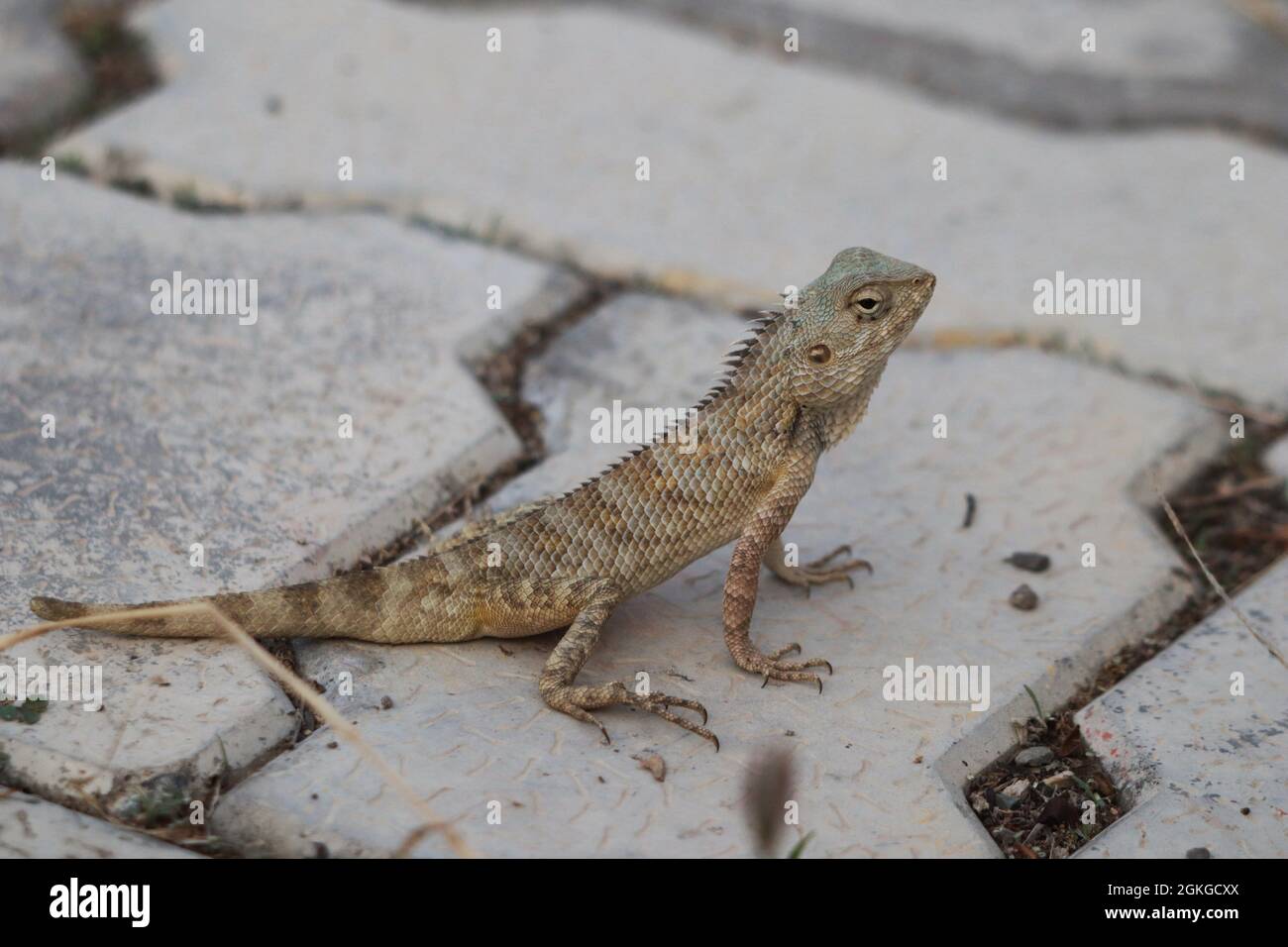 View of a beautiful chameleon on the ground Stock Photo - Alamy