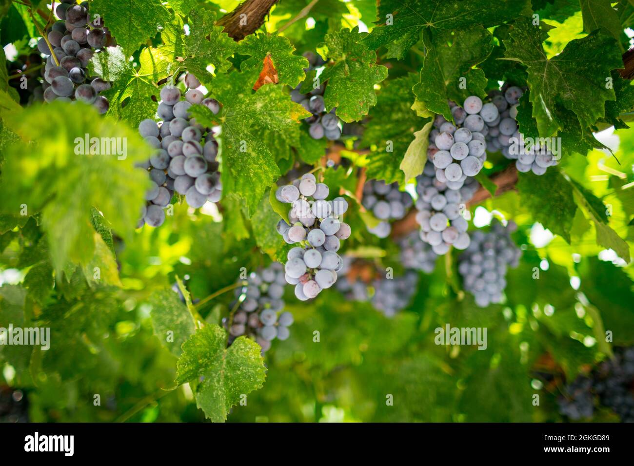 The new vintage wine grape variety is ready Stock Photo - Alamy