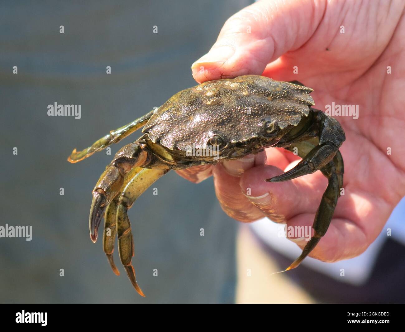 Close-up of a hand holding a crab, caught in the waters of the Solway ...