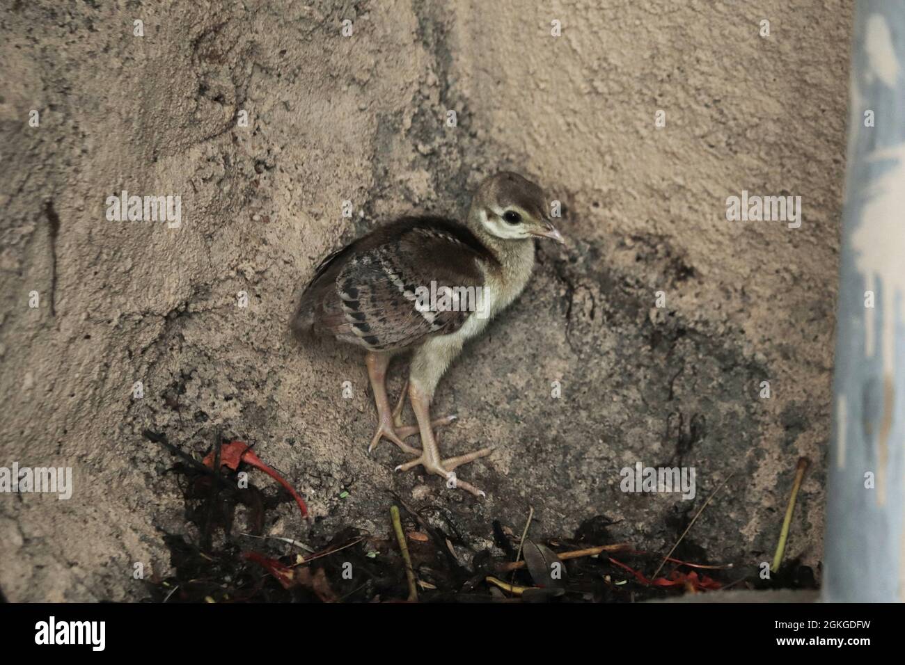 Bottom fauna hi-res stock photography and images - Alamy