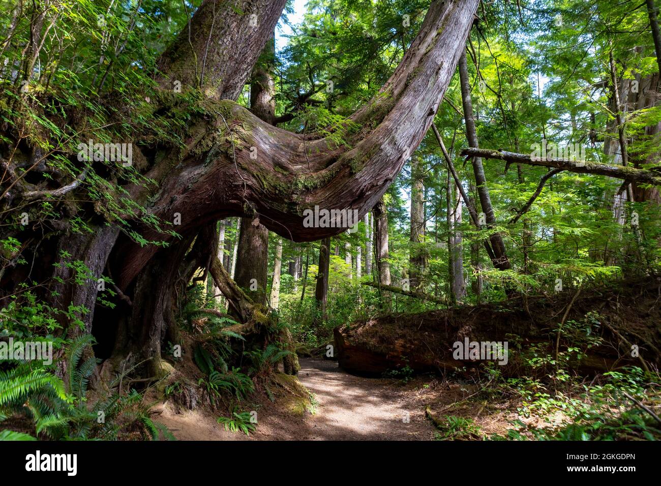 Unique trees hi-res stock photography and images - Alamy