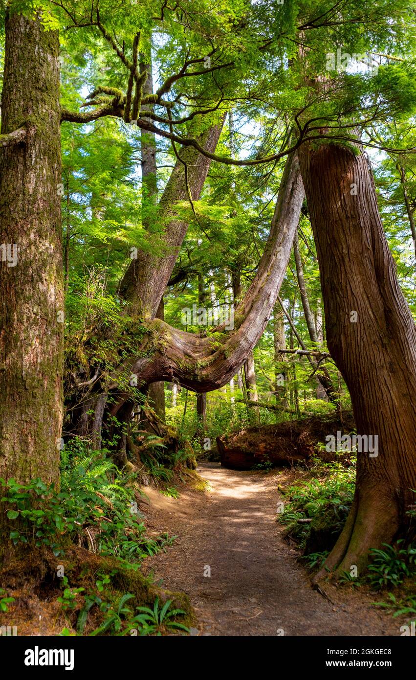 Beautiful unique trees along the trail heading to San Josef Bay in Cape ...