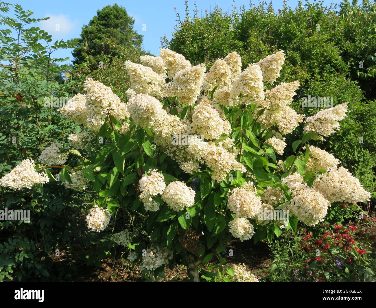 The conical, white, showy flowerheads of hydrangea paniculata cover the ...